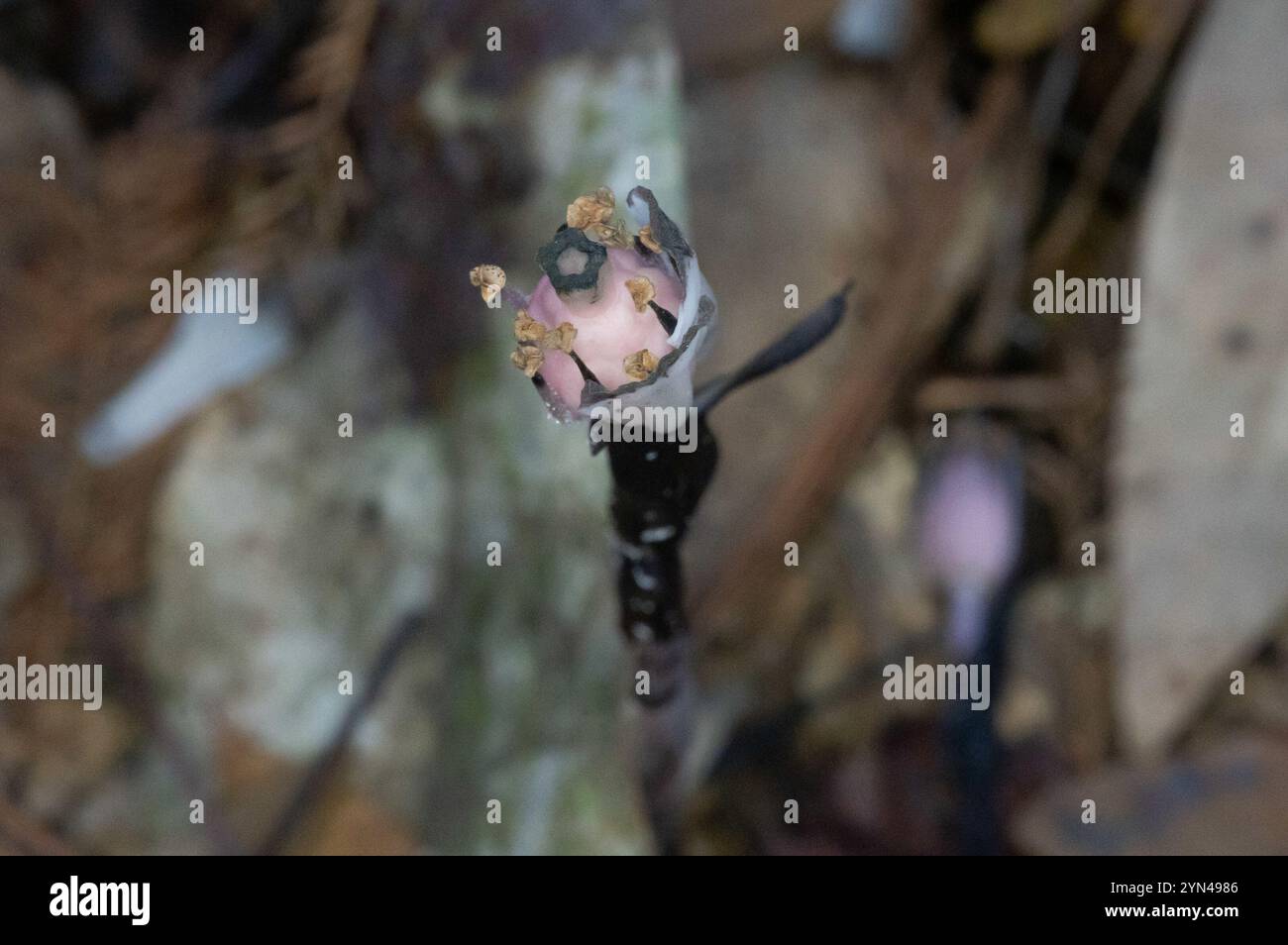 Ghost Pipe (Monotropa uniflora Stock Photo - Alamy