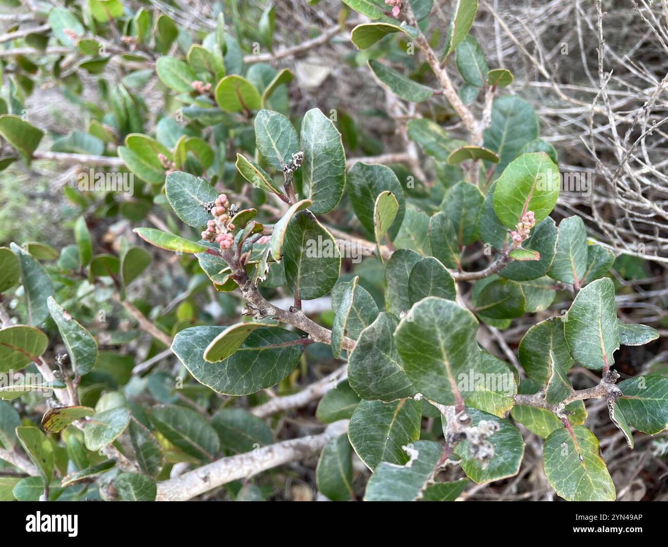 lemonade berry (Rhus integrifolia Stock Photo - Alamy