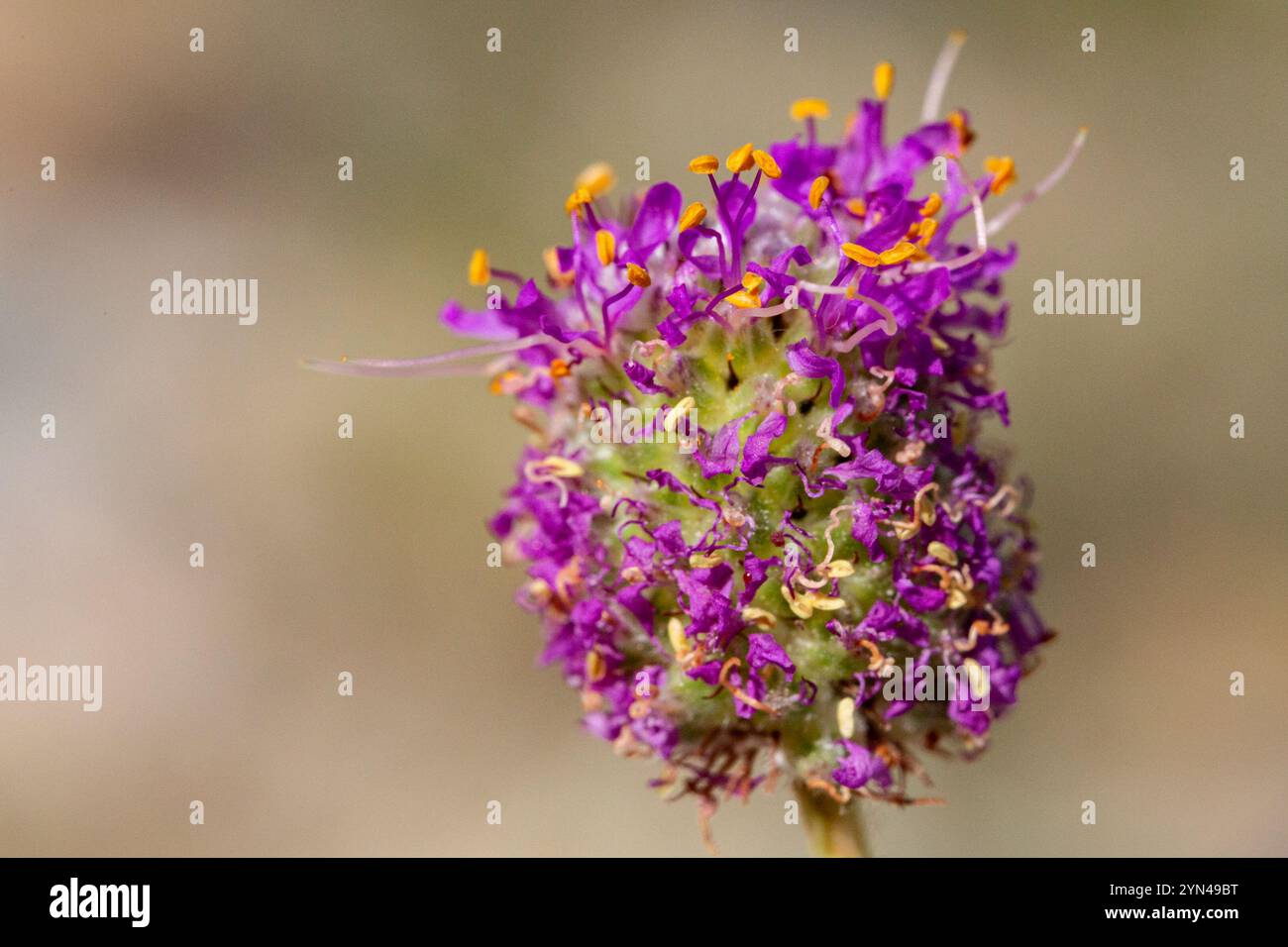 purple prairie clover (Dalea purpurea Stock Photo - Alamy
