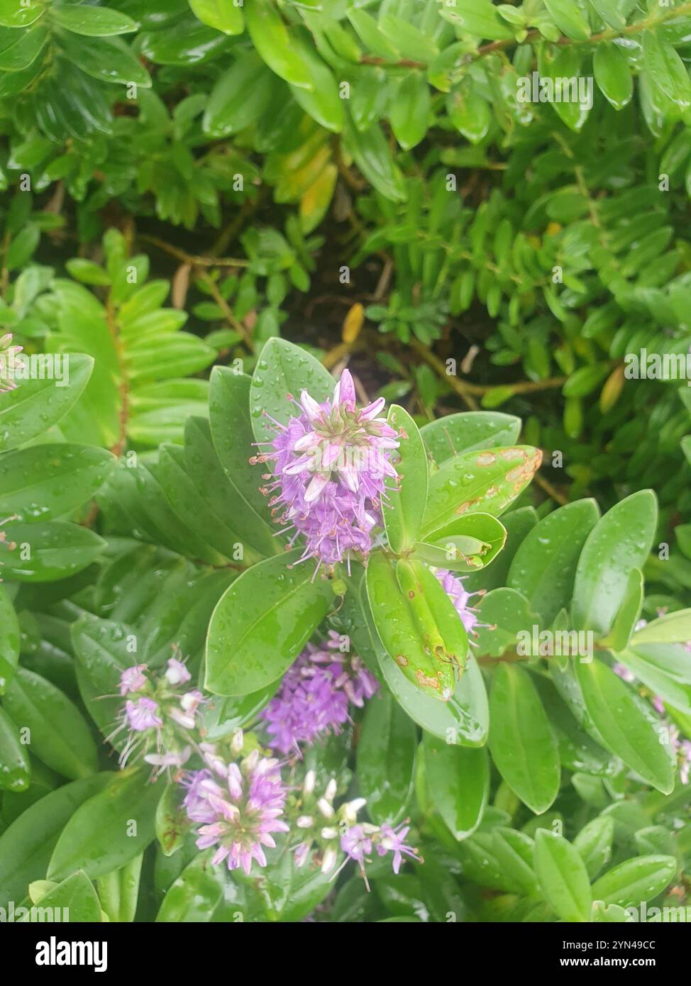 Hedge Veronica (Veronica × franciscana Stock Photo - Alamy