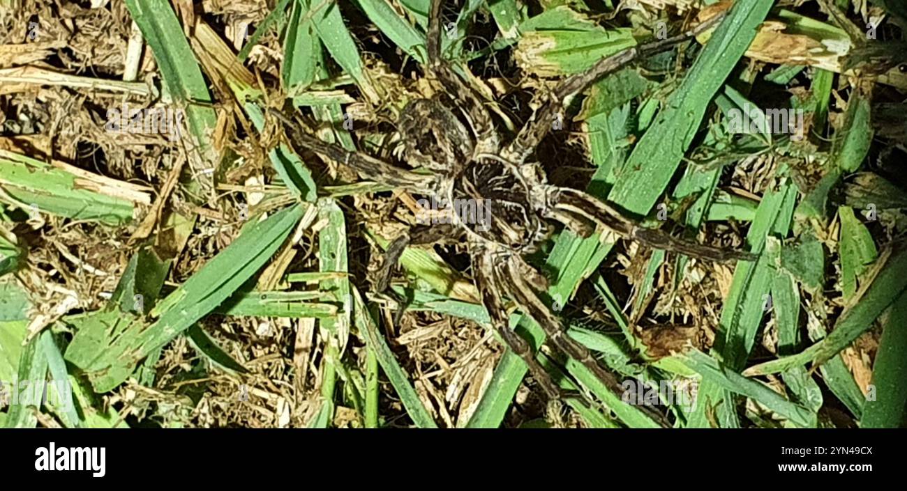 Union-Jack Wolf Spiders (Tasmanicosa Stock Photo - Alamy