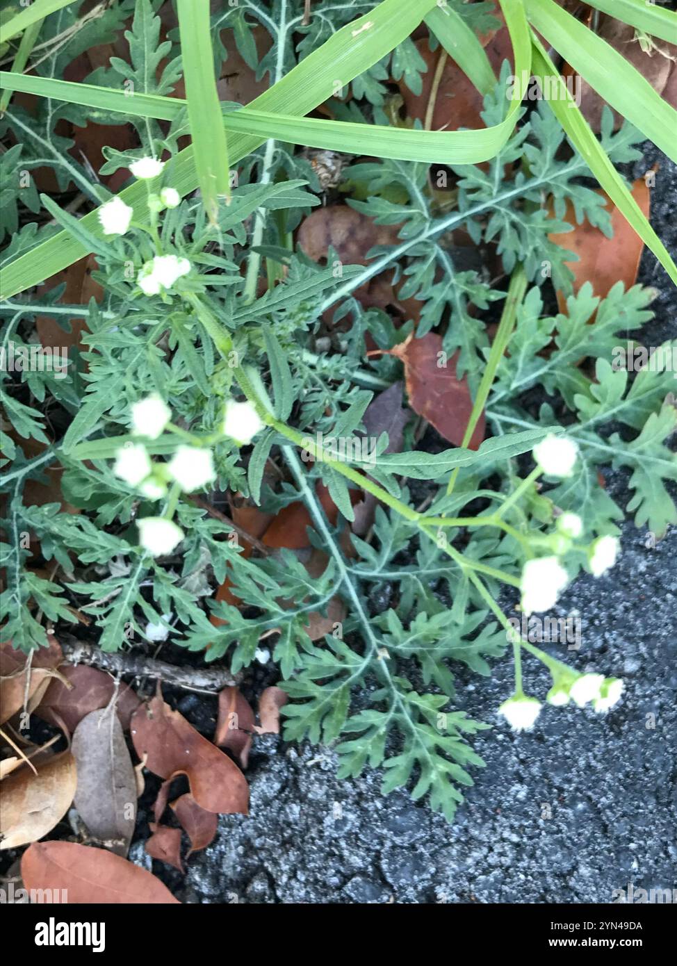 Santa Maria feverfew (Parthenium hysterophorus Stock Photo - Alamy