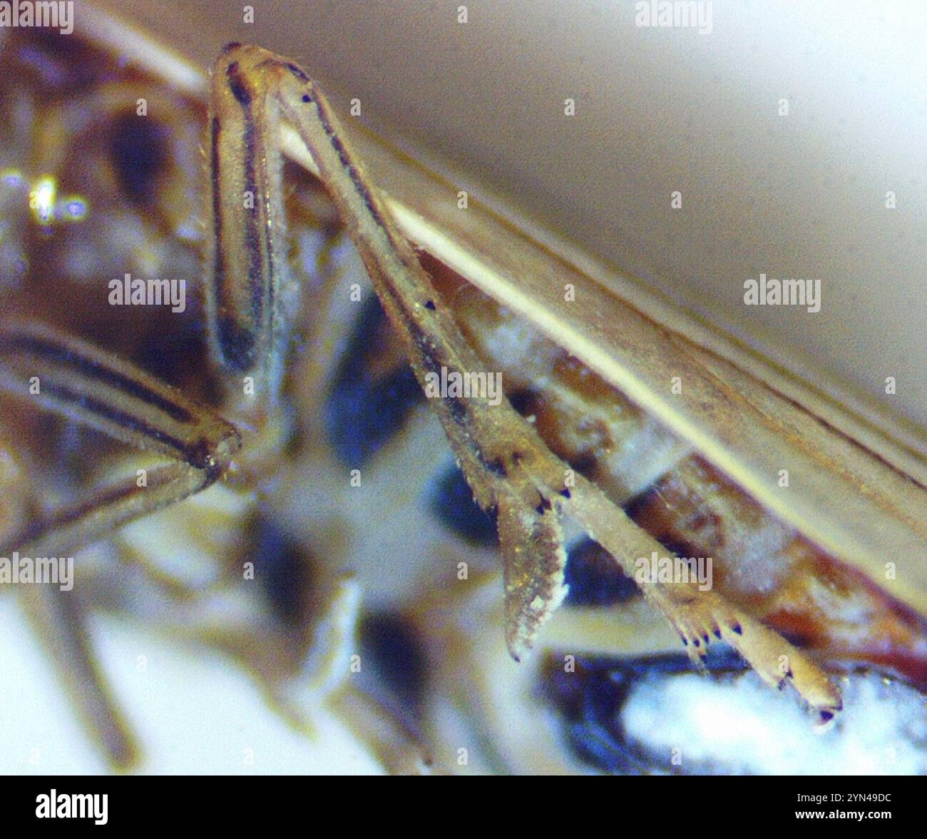 Stenocranus hi-res stock photography and images - Alamy