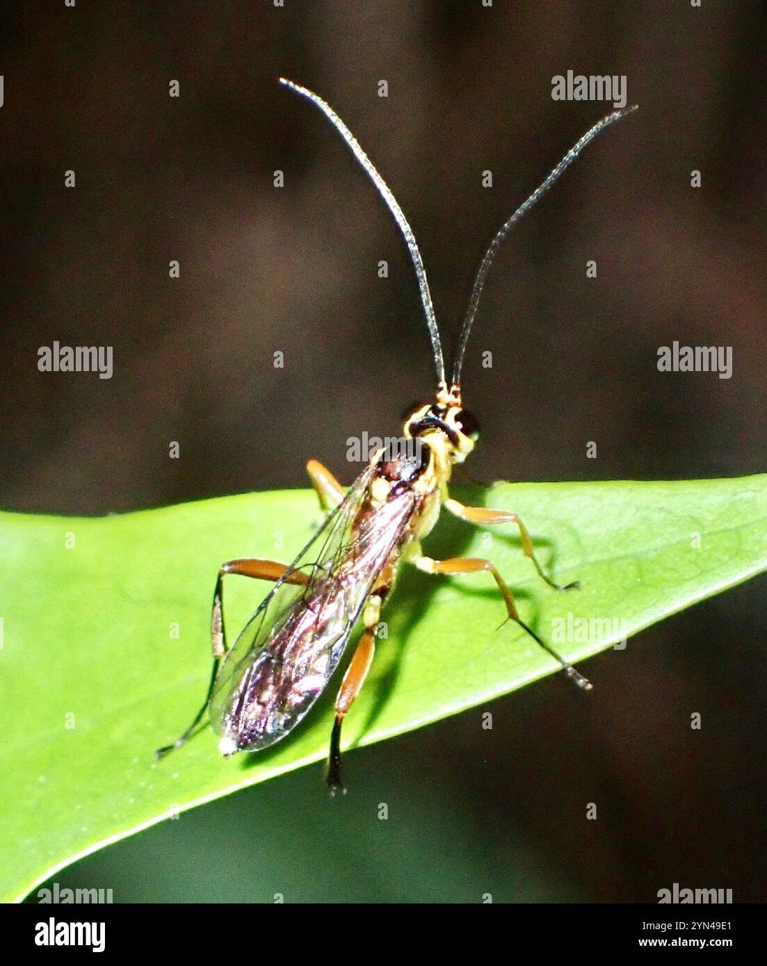 Ichneumonid Wasps (Ichneumonidae Stock Photo - Alamy