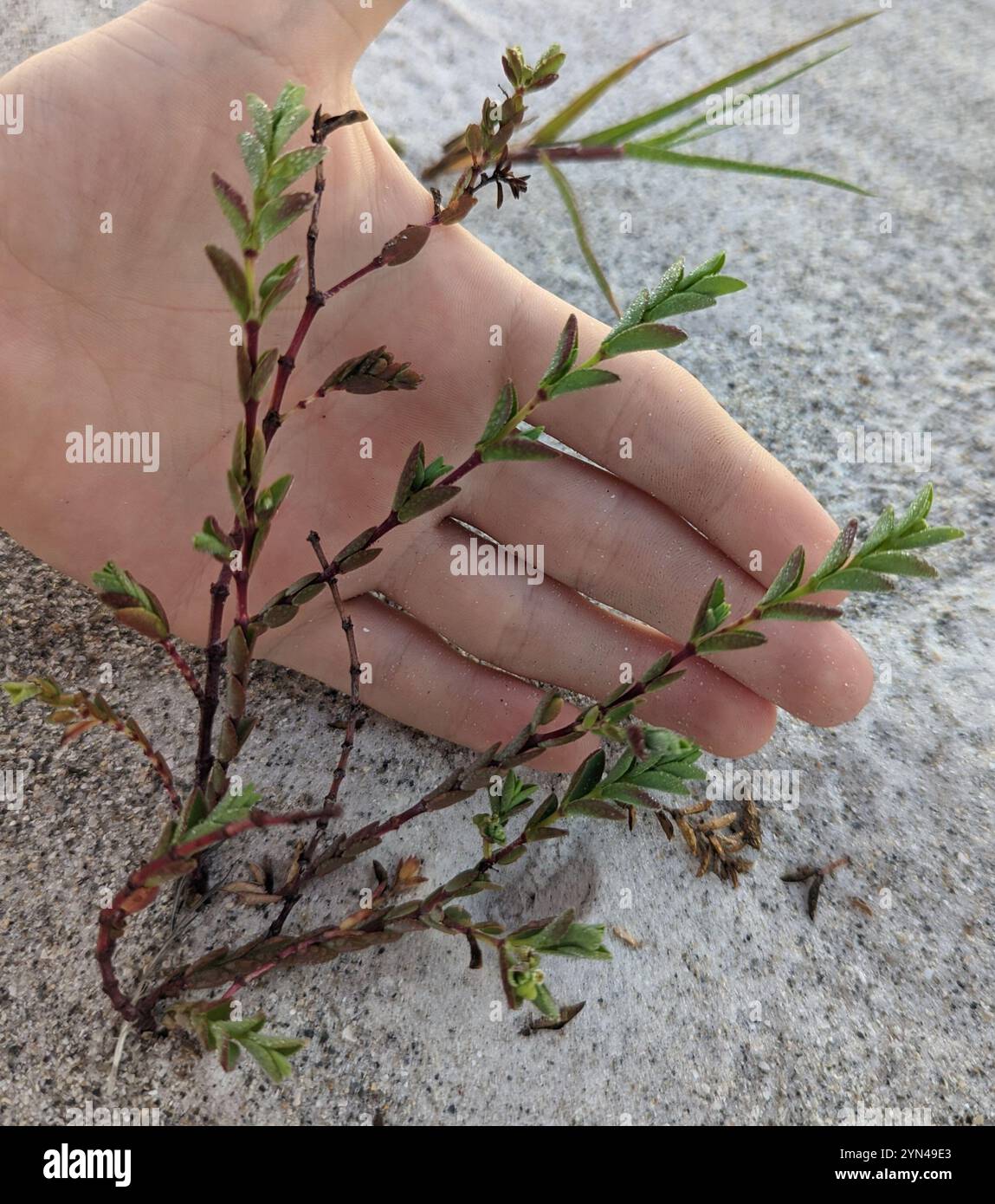 Coastal Beach Sandmat (Euphorbia mesembryanthemifolia Stock Photo - Alamy