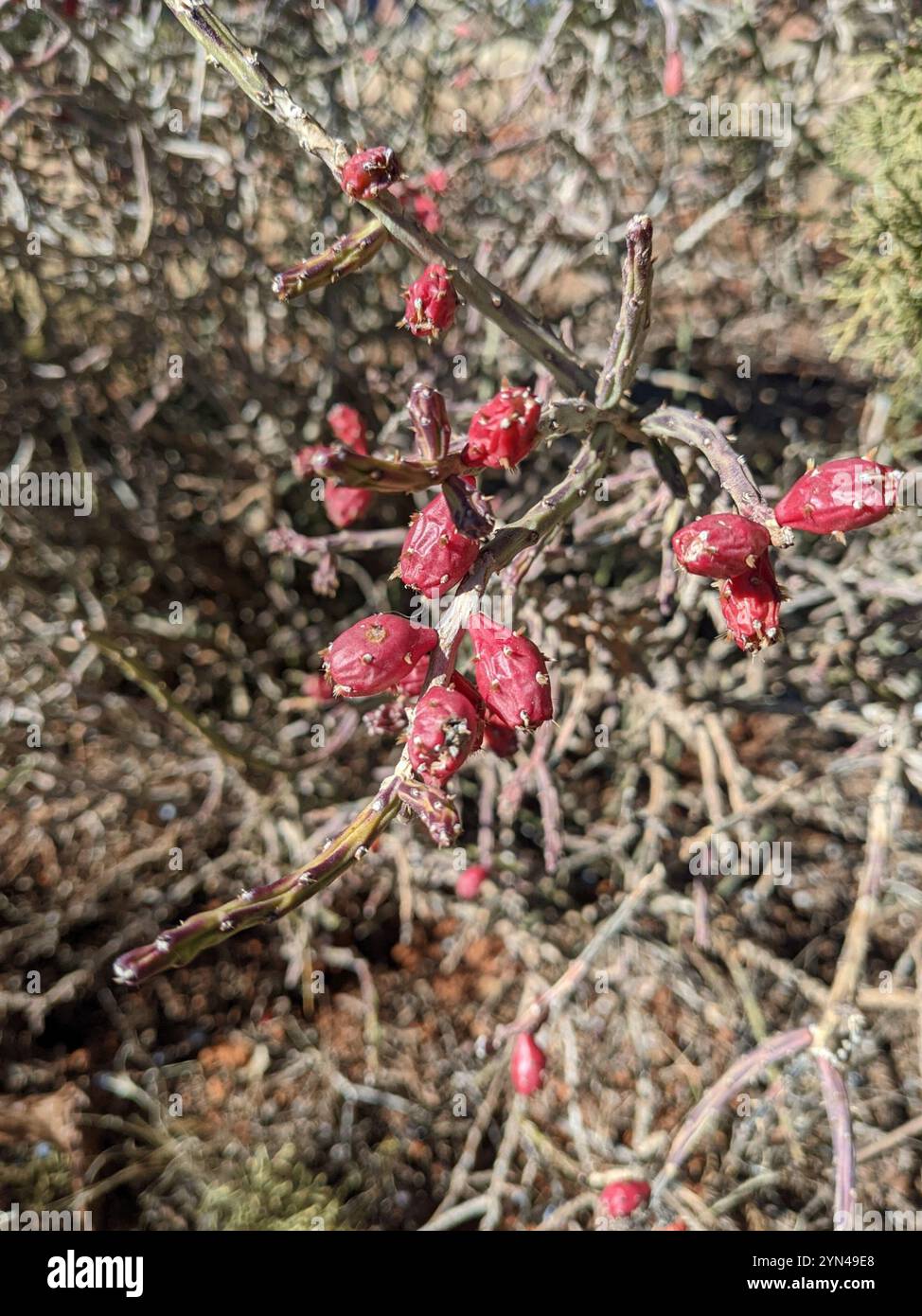 Christmas cholla (Cylindropuntia leptocaulis Stock Photo - Alamy