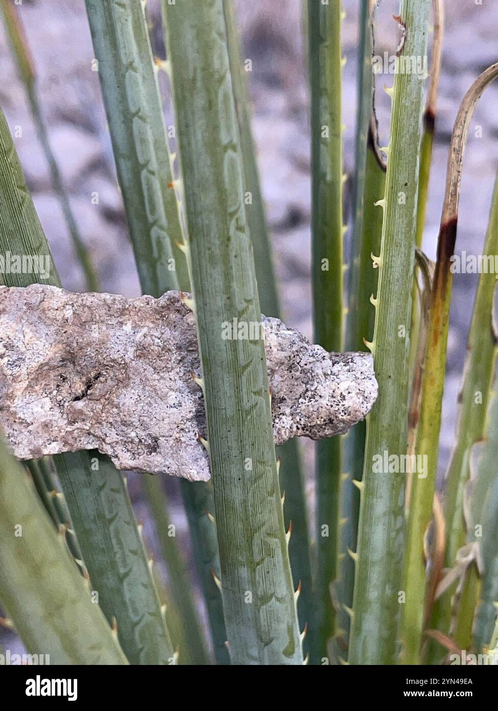 Wheeler sotol (Dasylirion wheeleri Stock Photo - Alamy