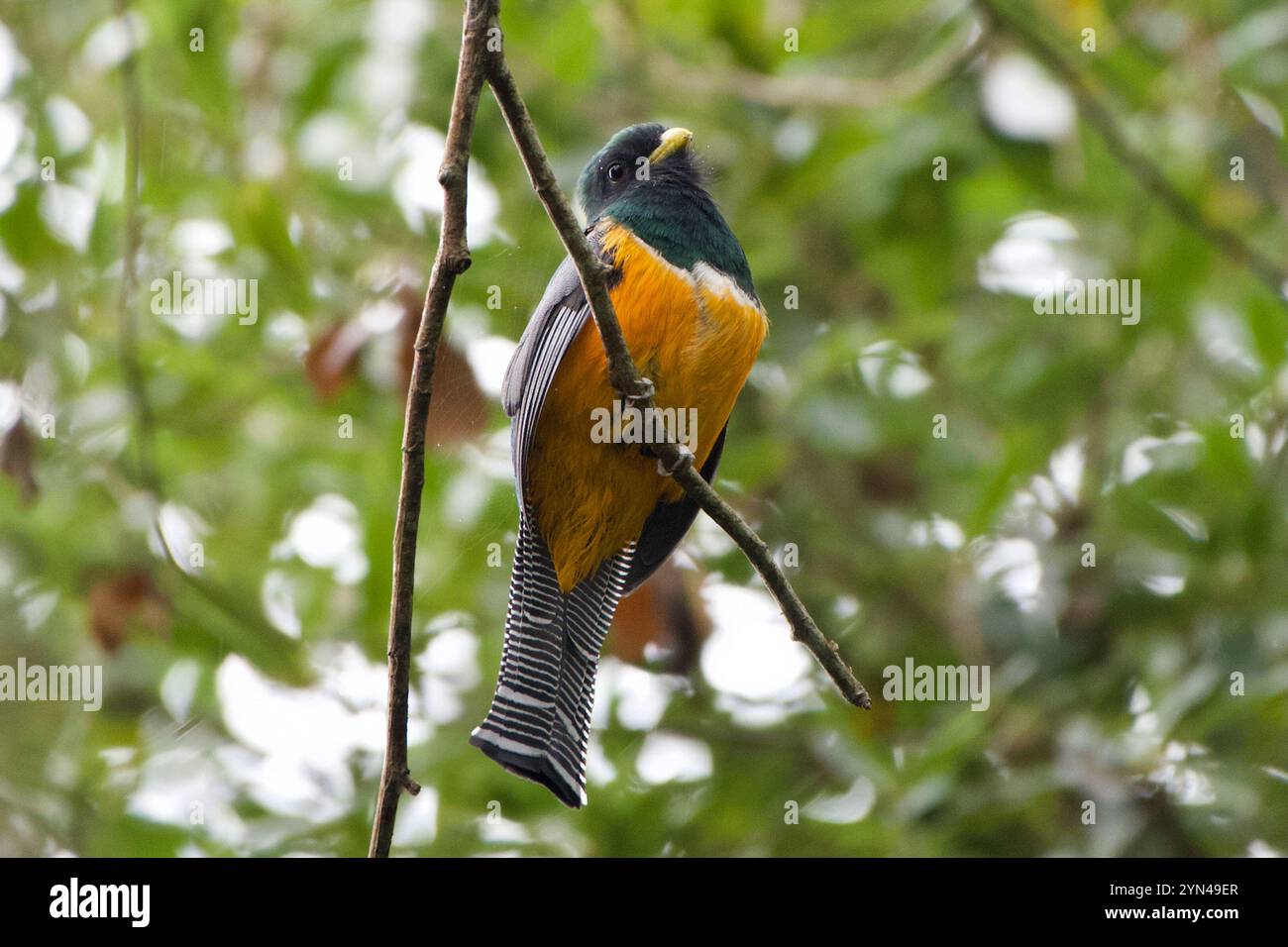 Collared Trogon (Trogon collaris Stock Photo - Alamy