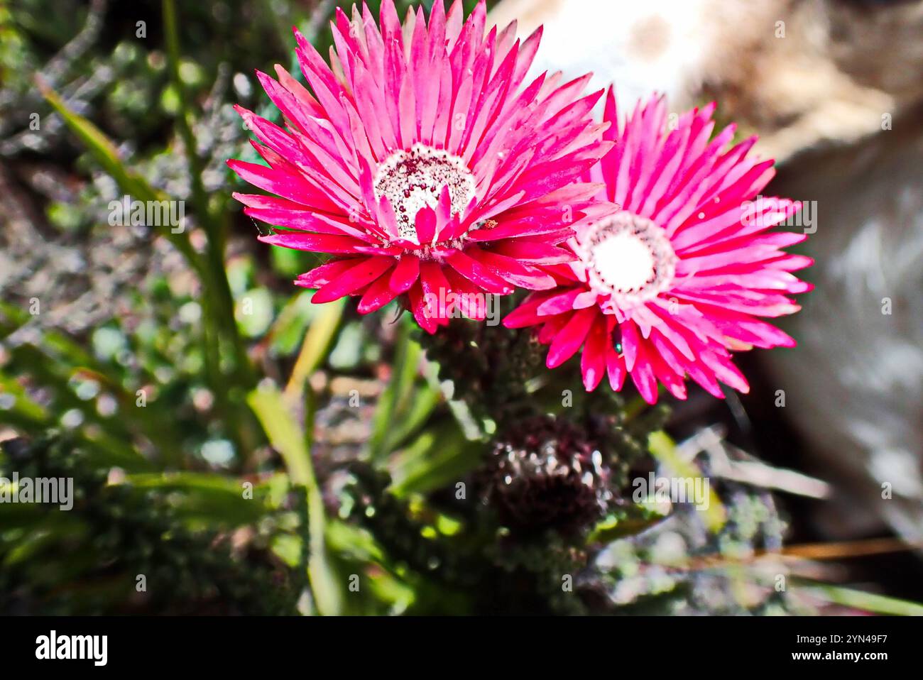 Cape everlasting (Phaenocoma prolifera Stock Photo - Alamy