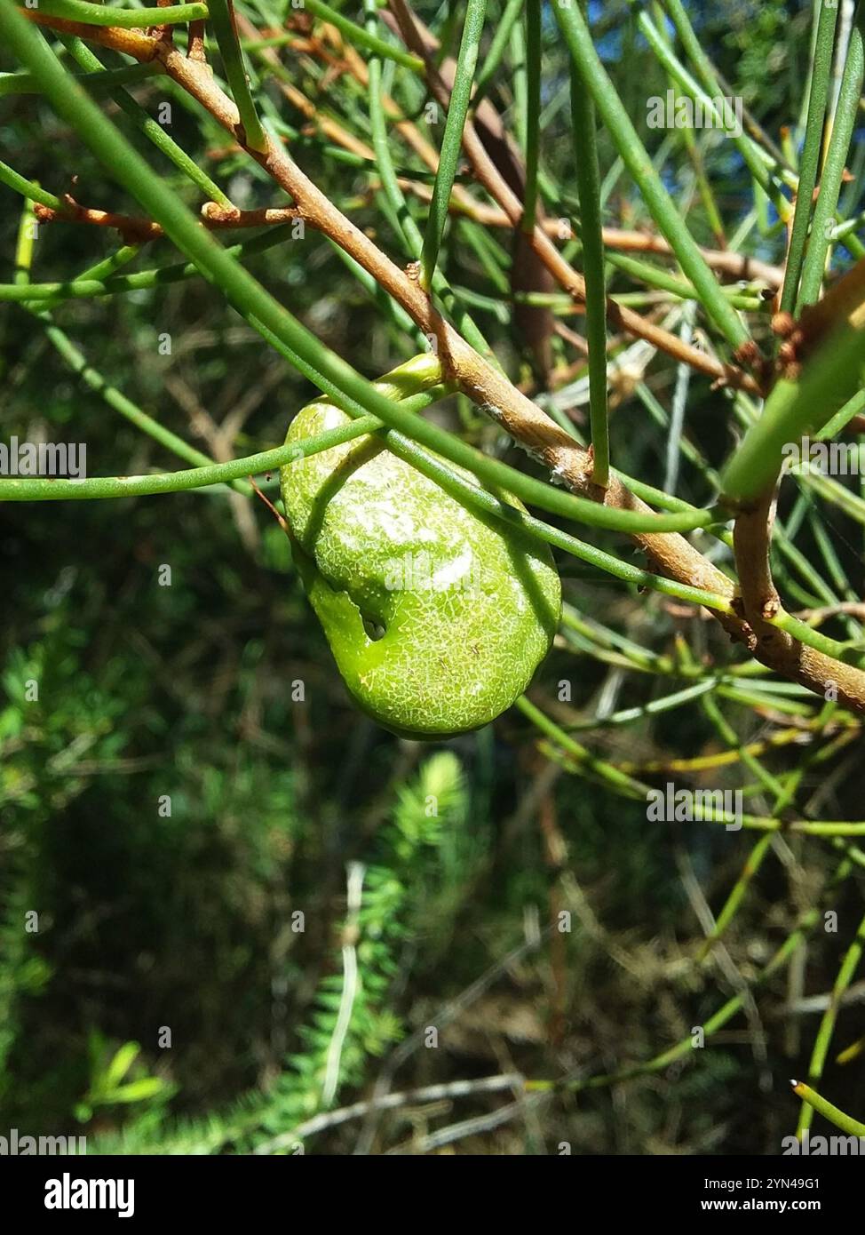 Beaked Hakea (Hakea rostrata Stock Photo - Alamy