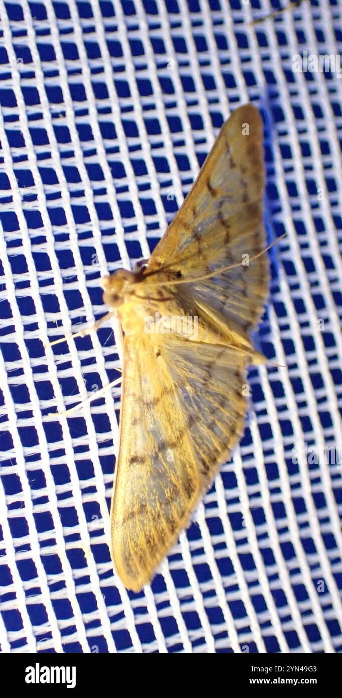 Pearl Moths (Spilomelinae Stock Photo - Alamy