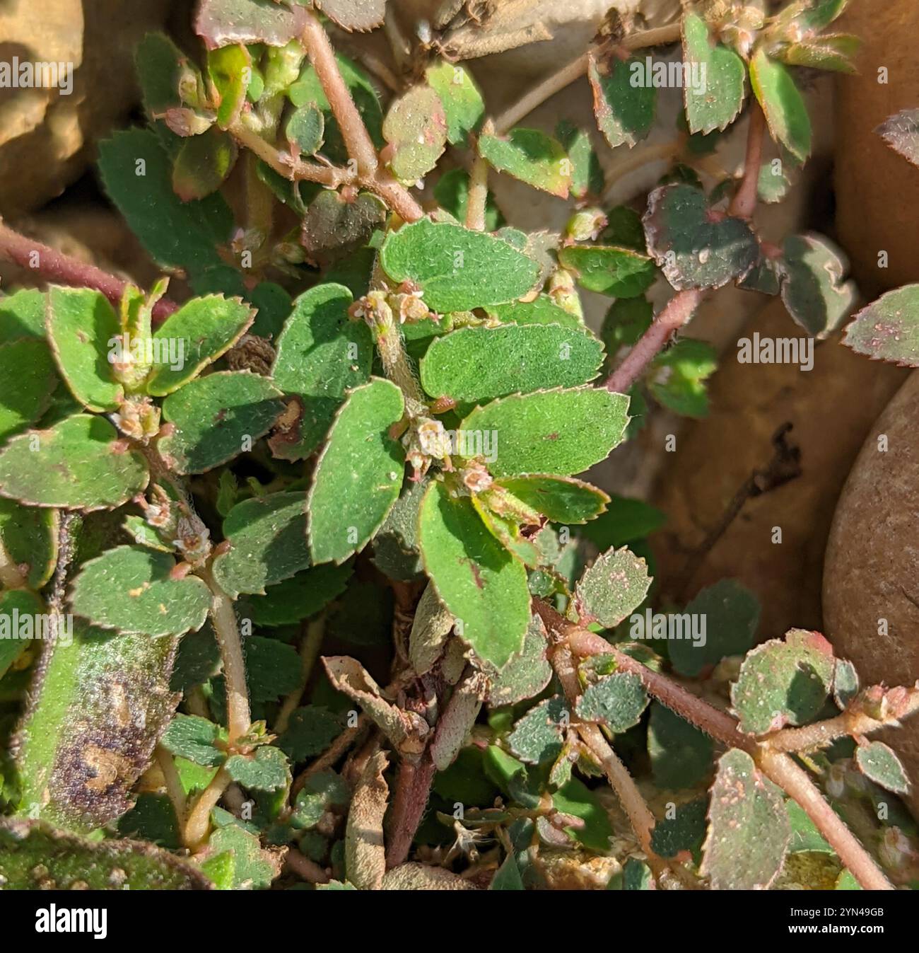 Red Caustic-creeper (Euphorbia thymifolia Stock Photo - Alamy