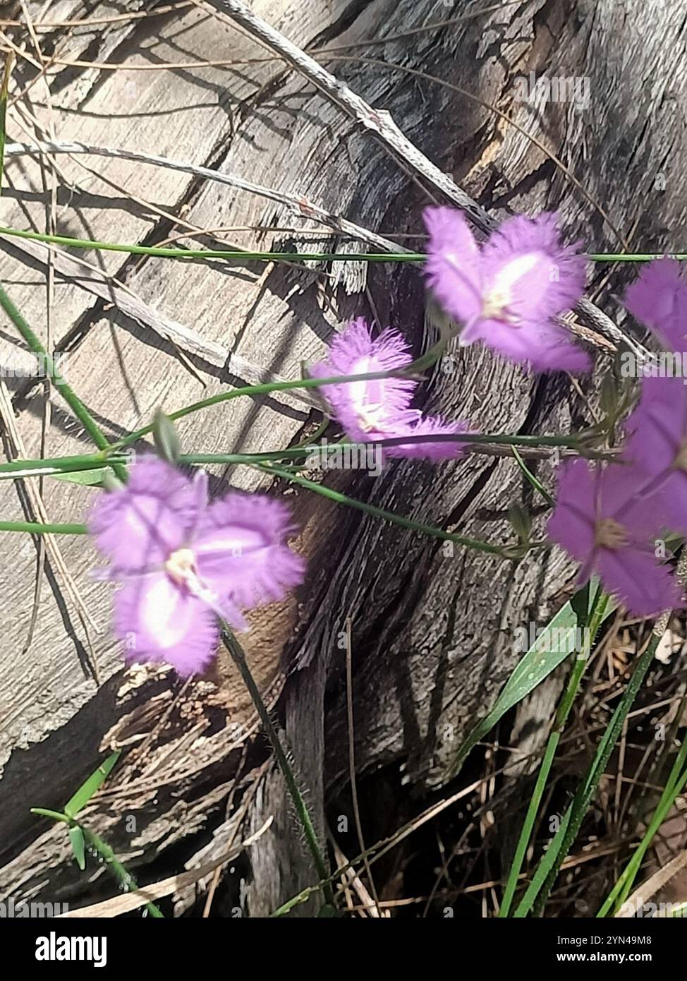Common Fringe-lily (Thysanotus tuberosus Stock Photo - Alamy