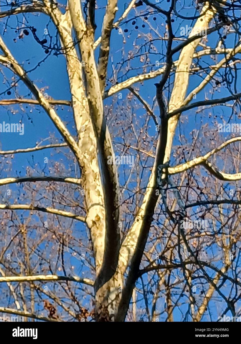 American sycamore (Platanus occidentalis Stock Photo - Alamy