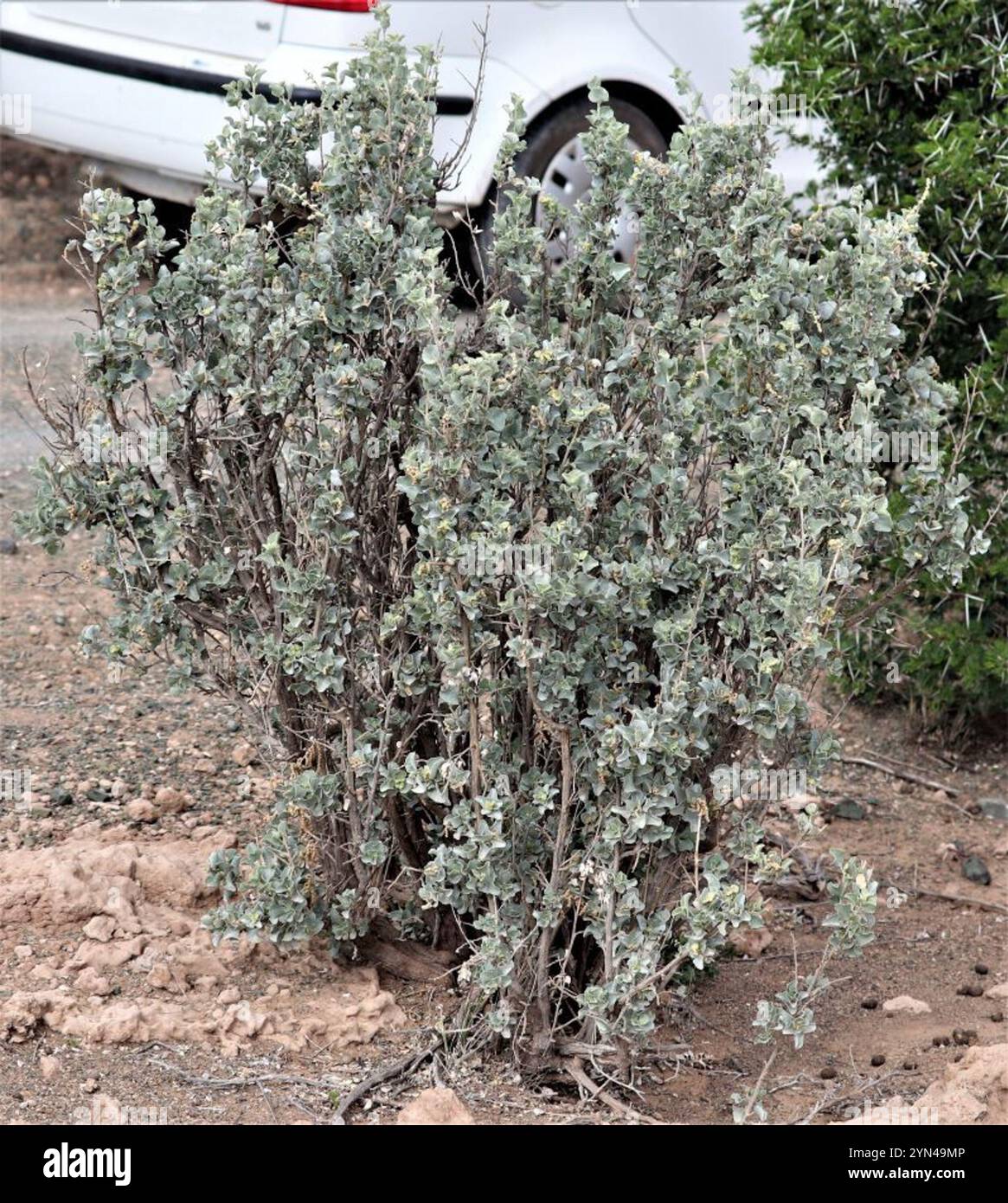 Old Man Saltbush (Atriplex nummularia Stock Photo - Alamy