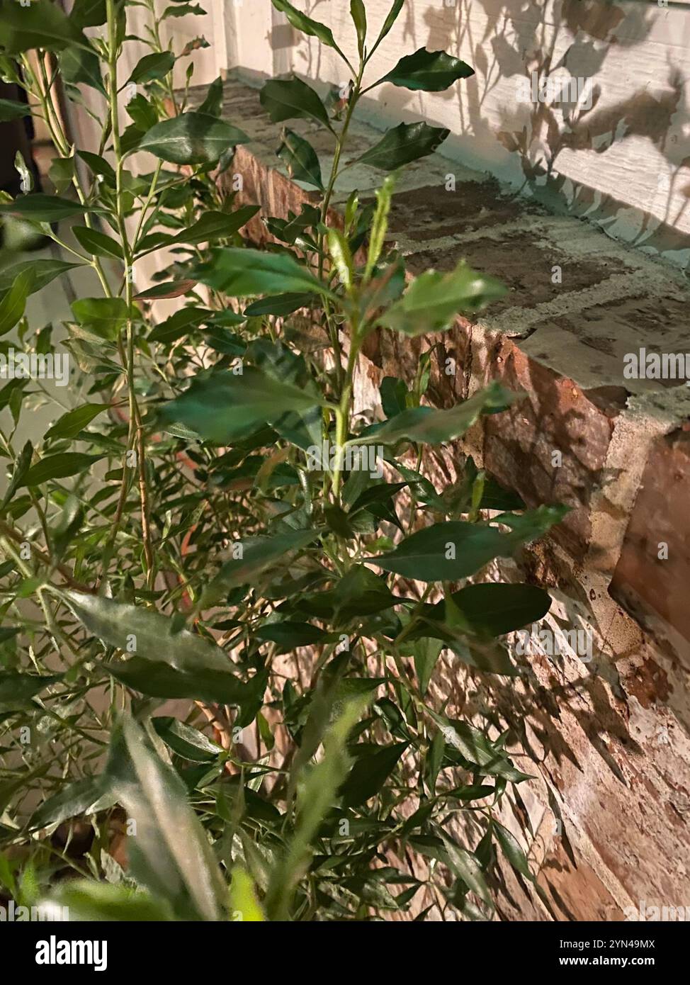 groundsel tree (Baccharis halimifolia Stock Photo - Alamy