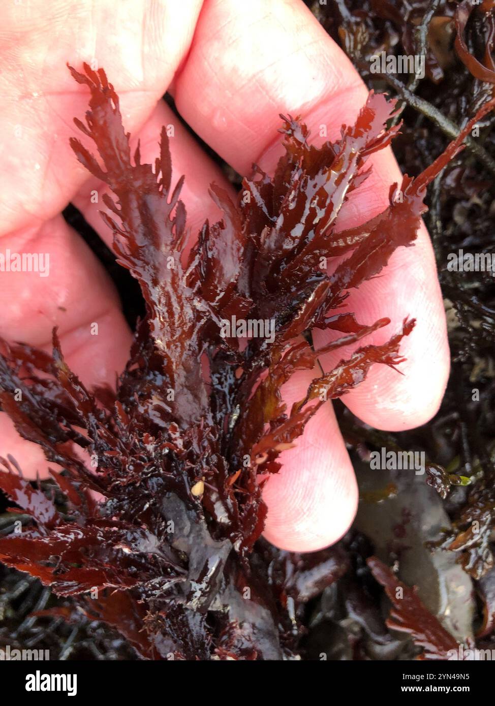 red algae (Rhodophyta Stock Photo - Alamy
