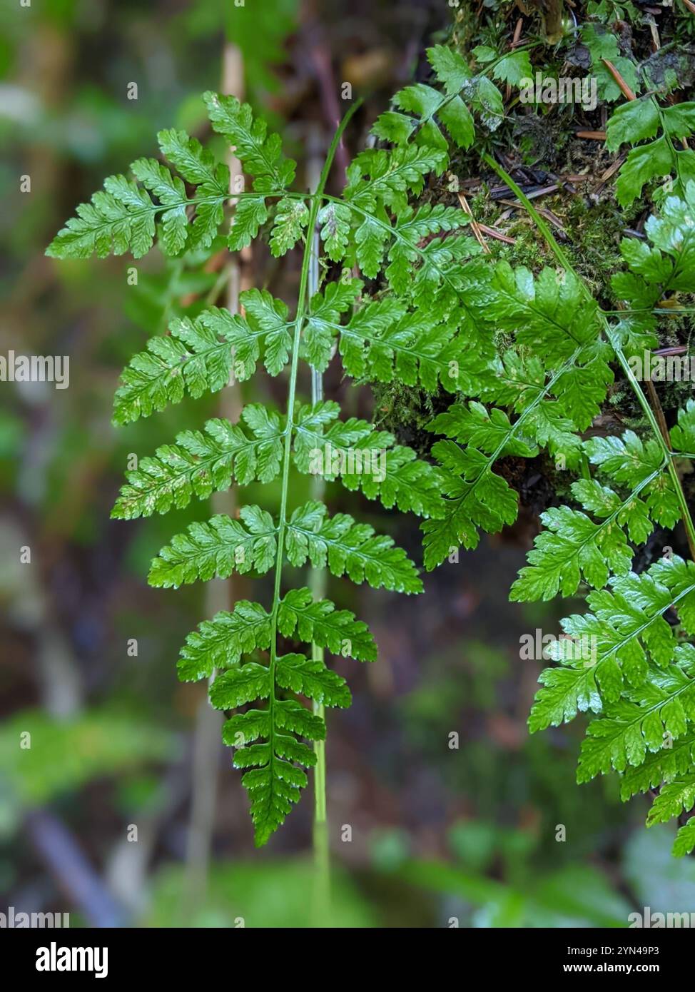 spreading wood fern (Dryopteris expansa Stock Photo - Alamy