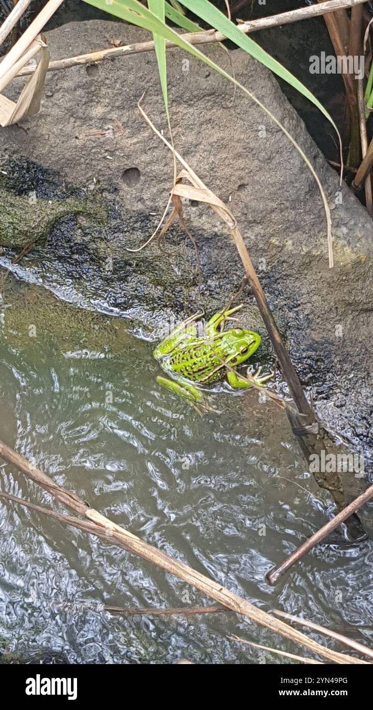 Southern Bell Frog (Ranoidea raniformis Stock Photo - Alamy