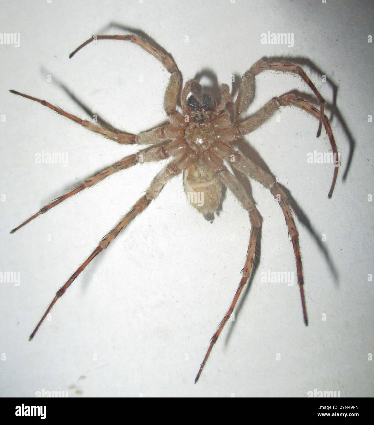 Ocyale Burrowing Wolf spider (Hippasosa guttata Stock Photo - Alamy