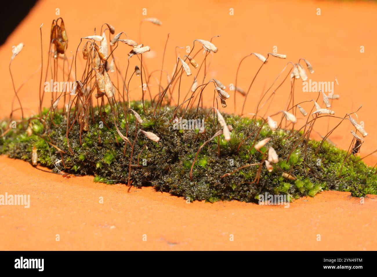 Capillary Thread-moss (Ptychostomum capillare Stock Photo - Alamy