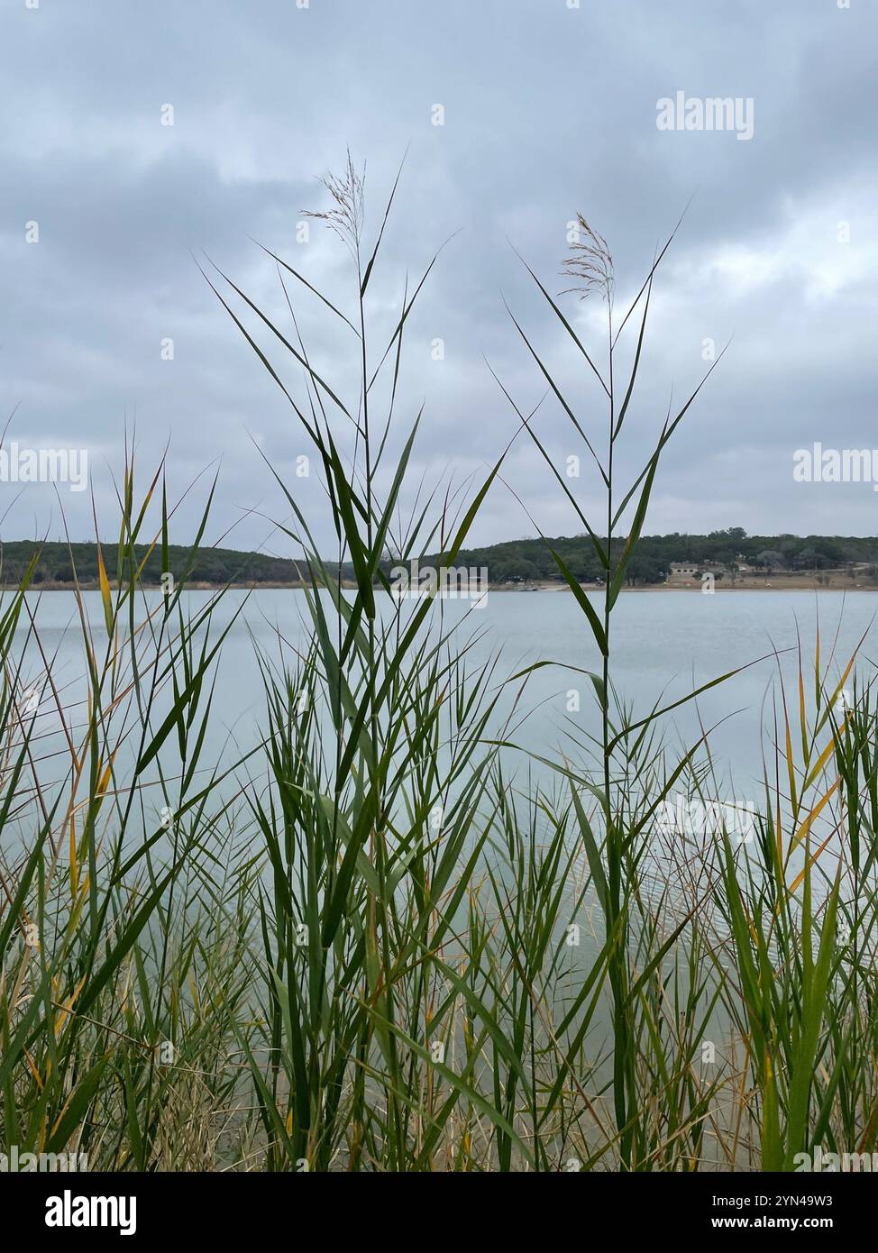common reed (Phragmites australis Stock Photo - Alamy