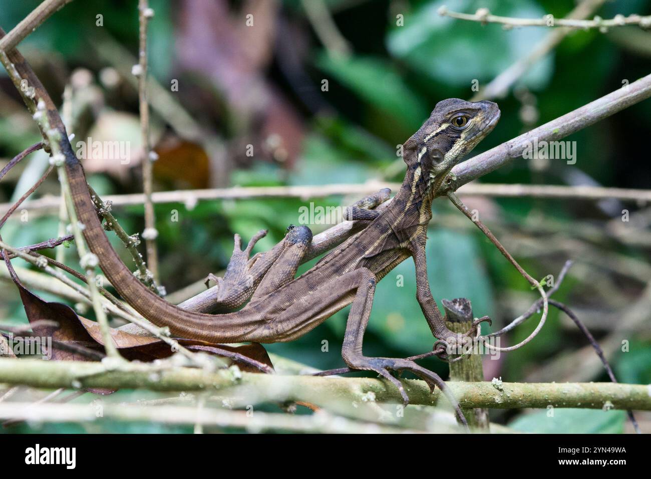Common Basilisk (Basiliscus basiliscus Stock Photo - Alamy