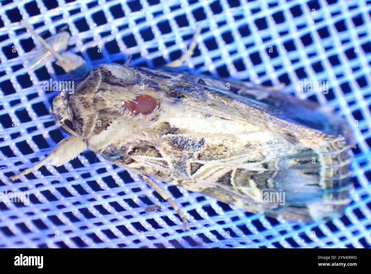 Mediterranean Brocade (Spodoptera littoralis Stock Photo - Alamy