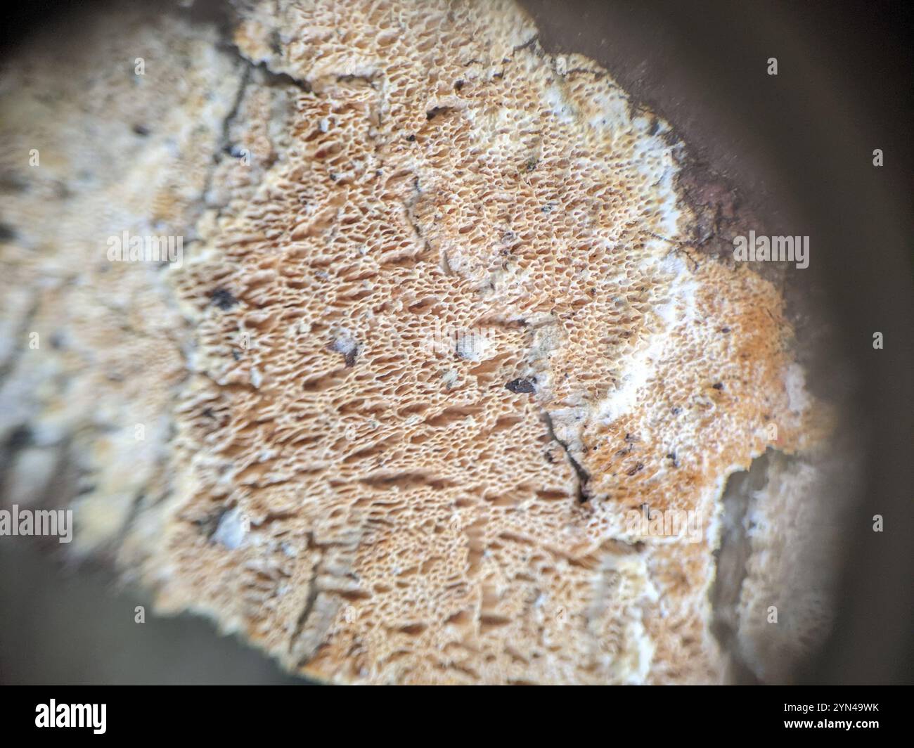 Basidiomycete Fungi (Basidiomycota Stock Photo - Alamy