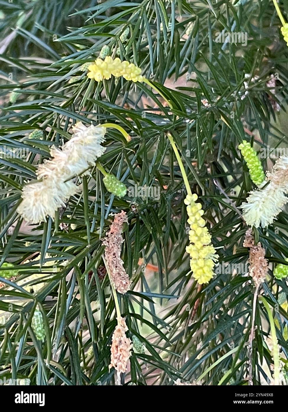 Prickly moses (Acacia verticillata Stock Photo - Alamy