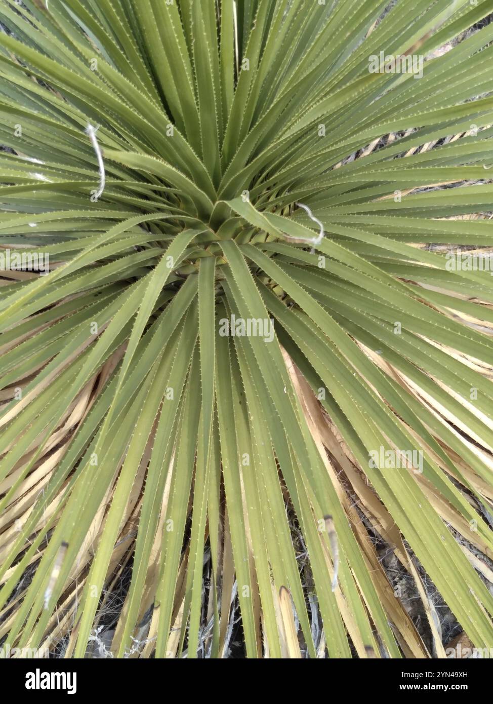 Smooth Sotol (Dasylirion leiophyllum Stock Photo - Alamy