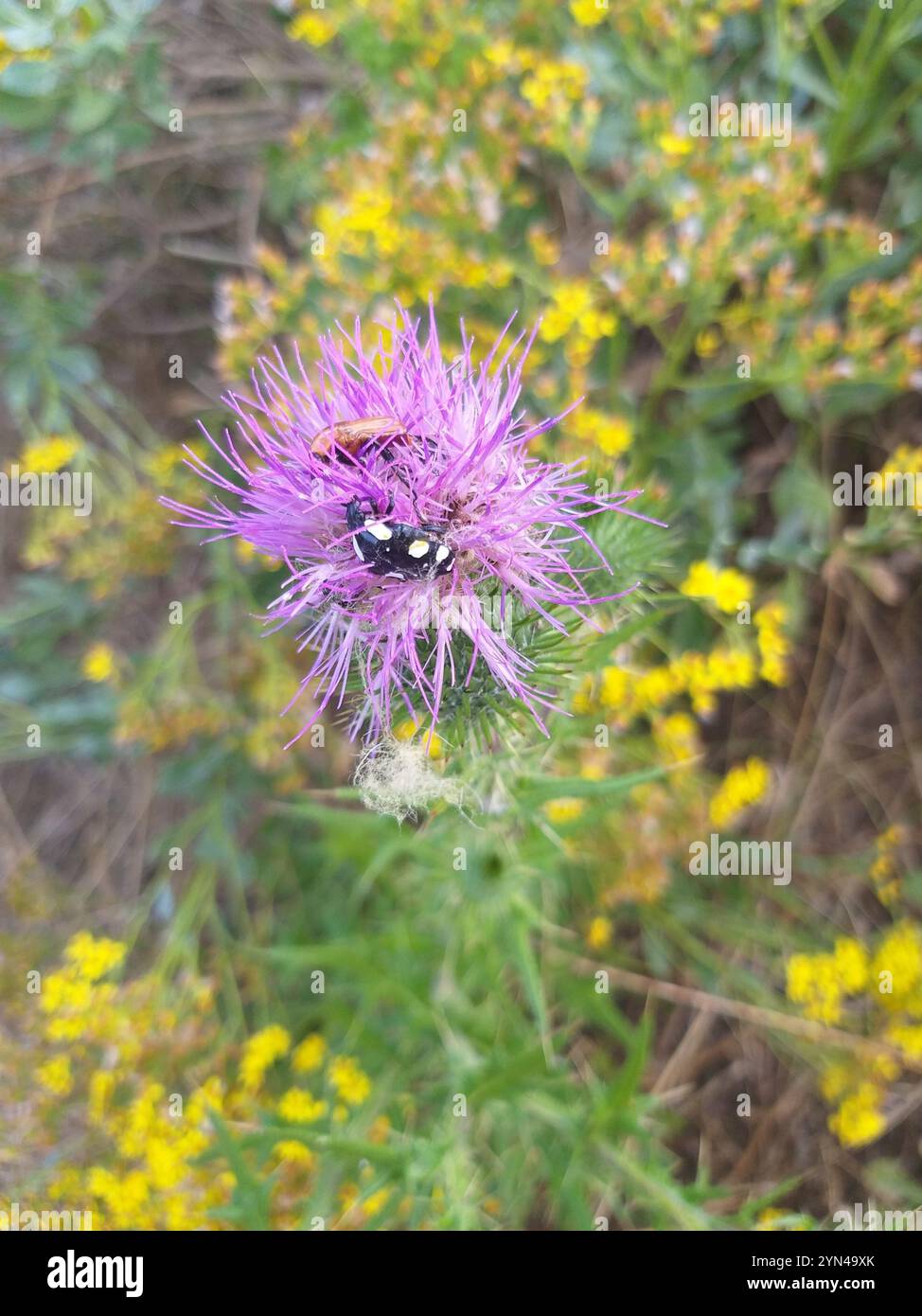 White-spotted Fruit Chafer (Mausoleopsis amabilis Stock Photo - Alamy