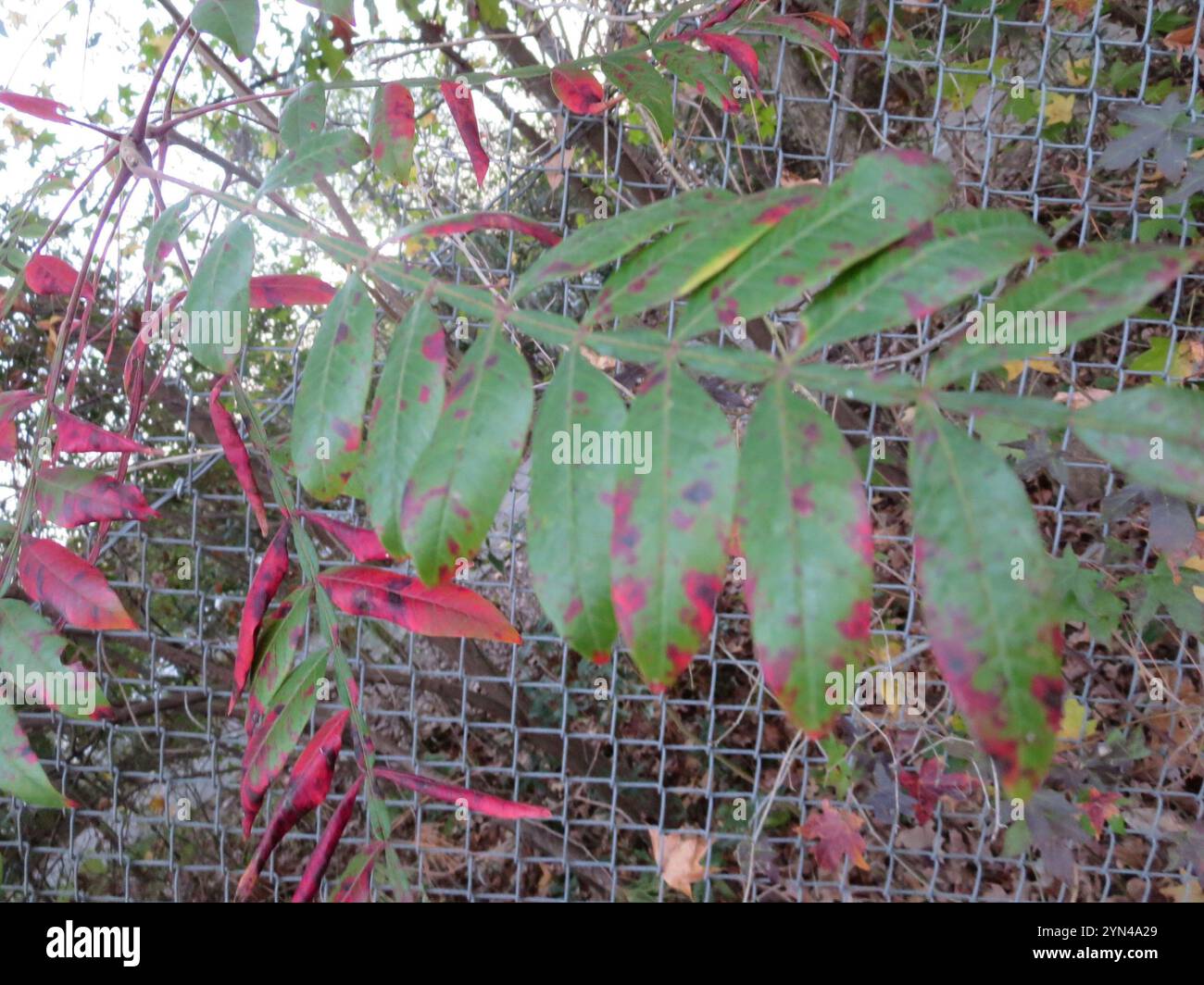 shining sumac (Rhus copallinum Stock Photo - Alamy