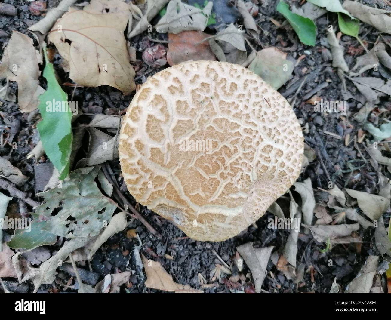 Red-cracking Bolete (Xerocomellus chrysenteron Stock Photo - Alamy