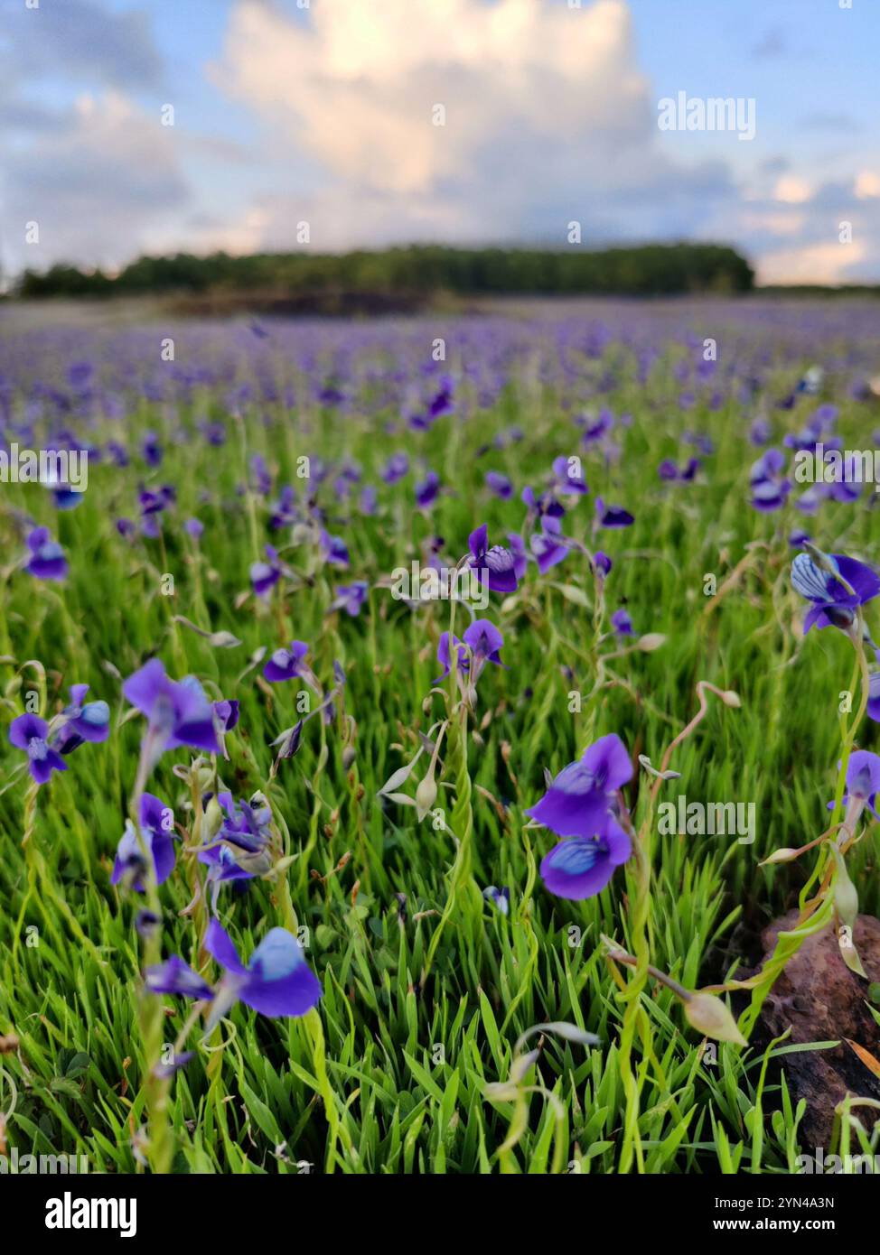 net-veined bladderwort (Utricularia reticulata Stock Photo - Alamy