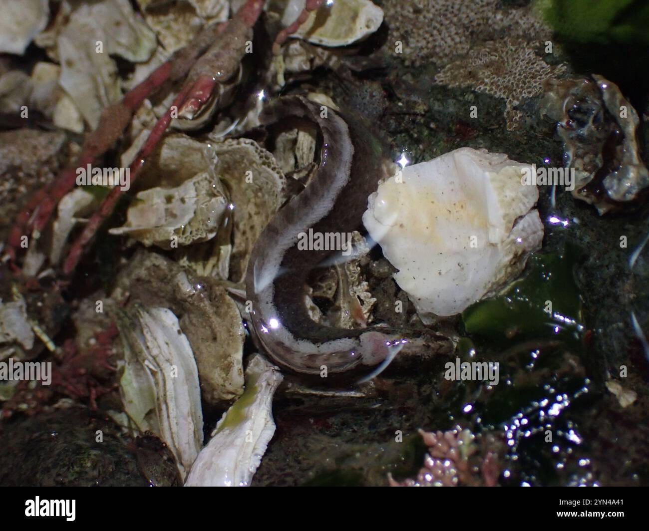 High Cockscomb (Anoplarchus purpurescens Stock Photo - Alamy