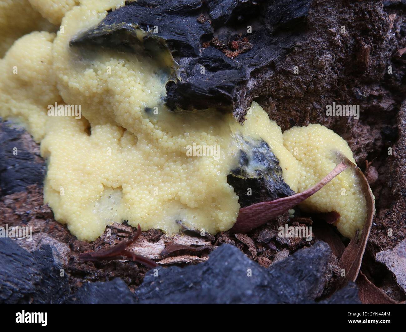 true slime molds (Myxomycetes Stock Photo - Alamy