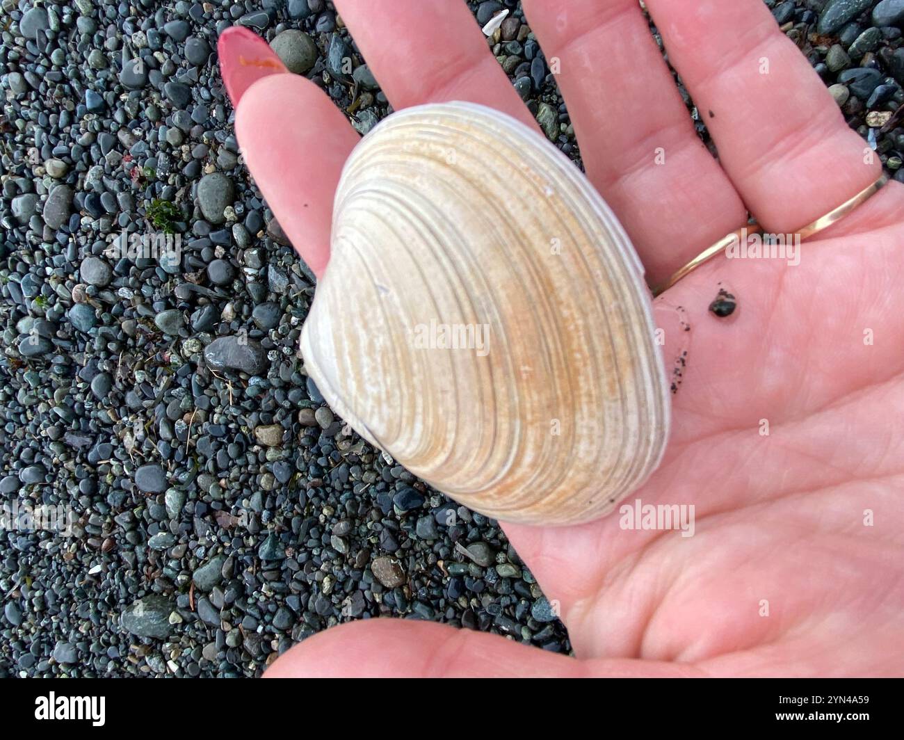 Butter Clam (Saxidomus gigantea Stock Photo - Alamy
