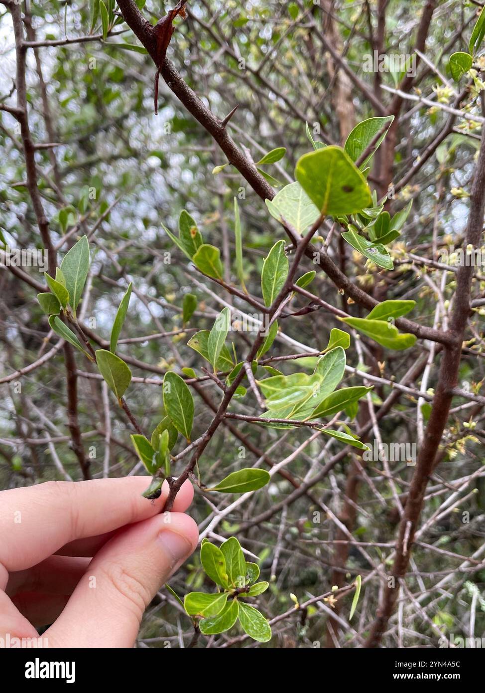 Coma (Sideroxylon celastrinum Stock Photo - Alamy