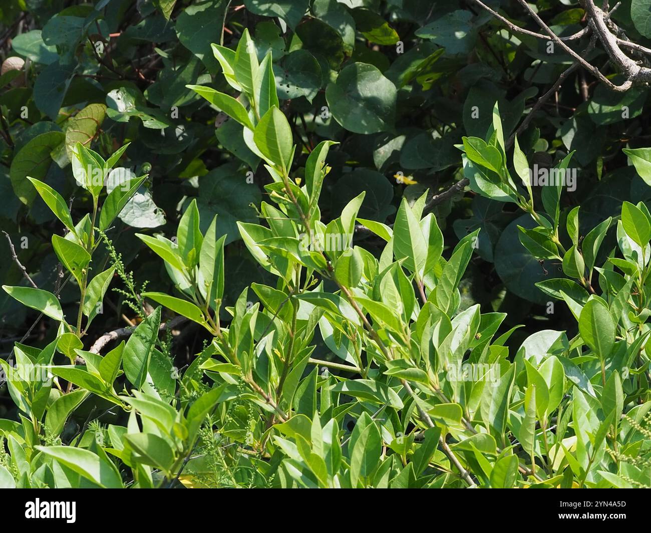 scrambling clerodendrum (Volkameria inermis Stock Photo - Alamy