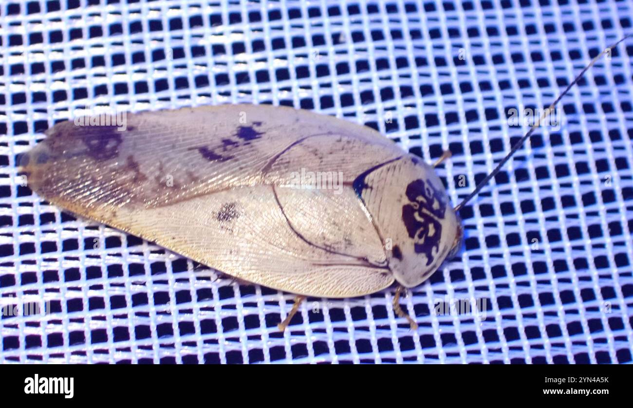 Porcelain Roaches (Gyna Stock Photo - Alamy