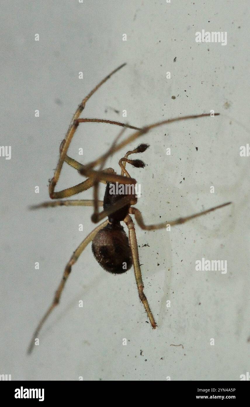 Triangulosa hi-res stock photography and images - Alamy