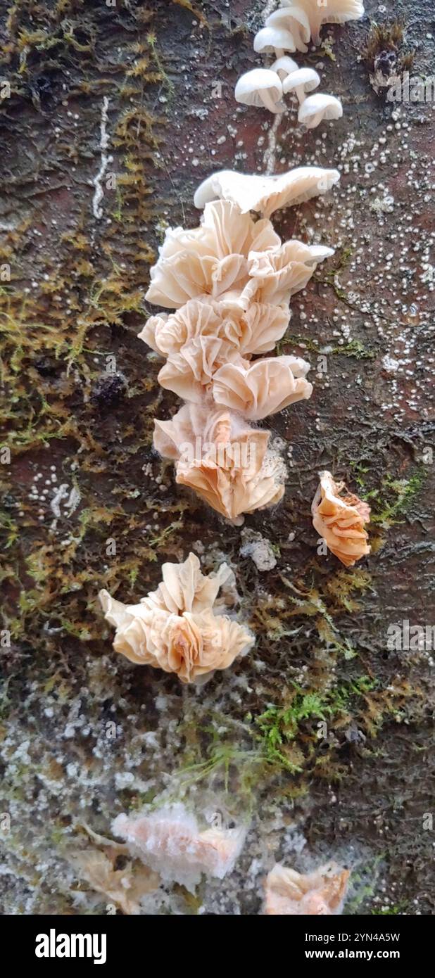 Fairy Parachutes (Marasmiellus candidus Stock Photo - Alamy