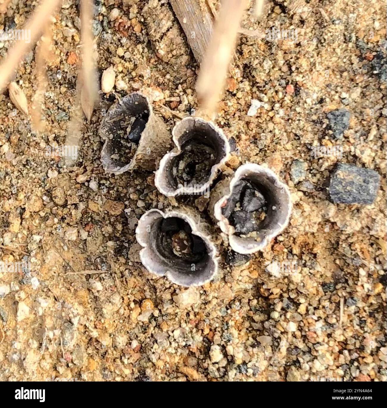 dung-loving bird's nest fungus (Cyathus stercoreus Stock Photo - Alamy