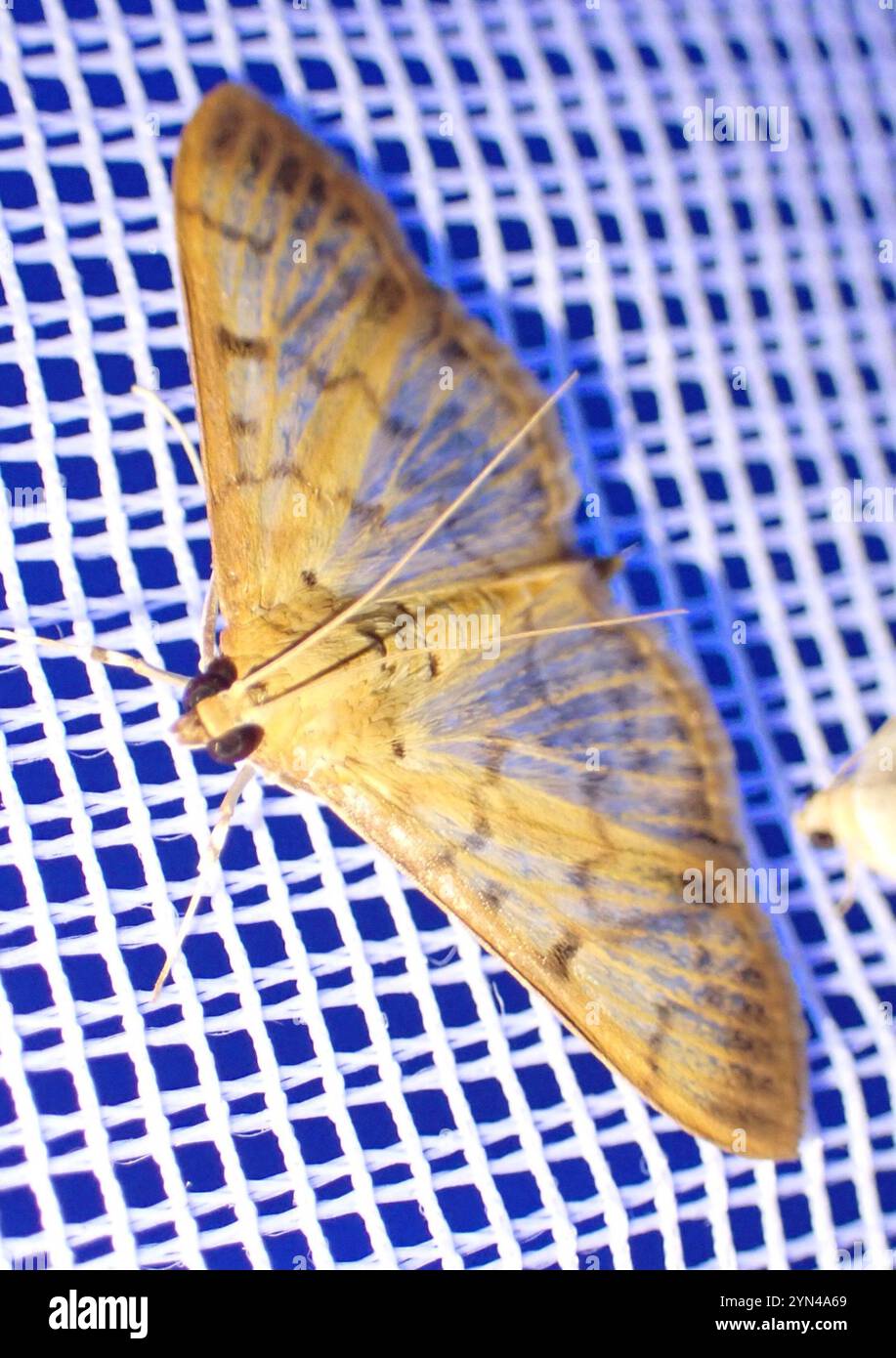 Pearl Moths (Spilomelinae Stock Photo - Alamy