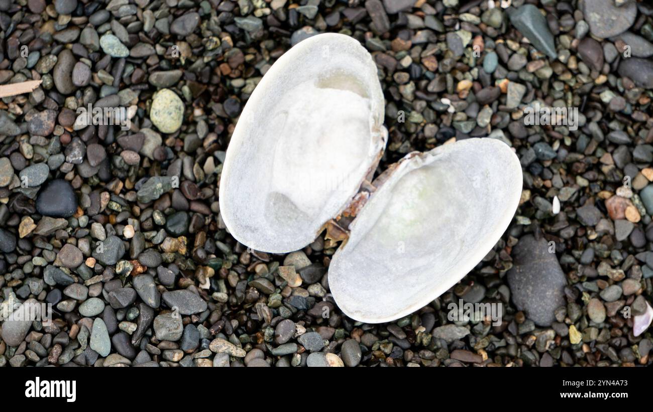 Butter Clam (Saxidomus gigantea Stock Photo - Alamy
