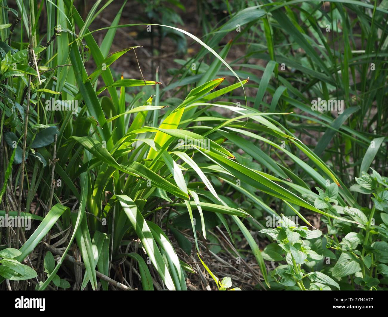 cerulean flax-lily (Dianella ensifolia Stock Photo - Alamy