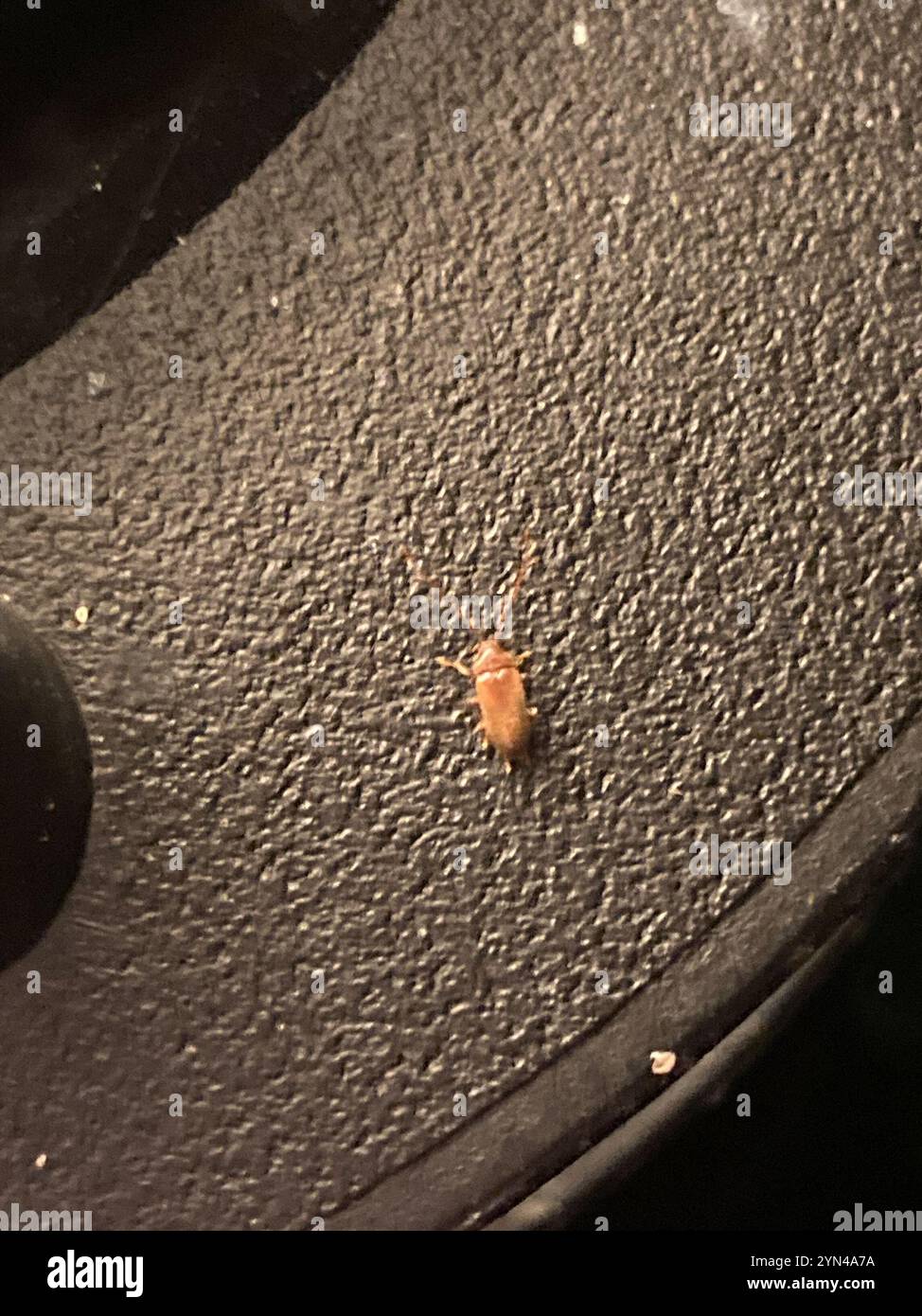 Toe-winged Beetles (Ptilodactylidae Stock Photo - Alamy