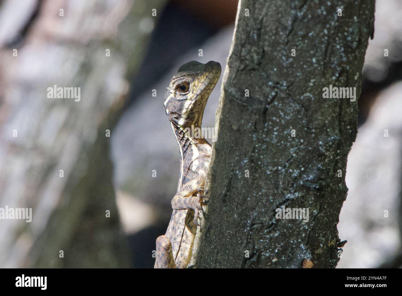 Common Basilisk (Basiliscus basiliscus Stock Photo - Alamy