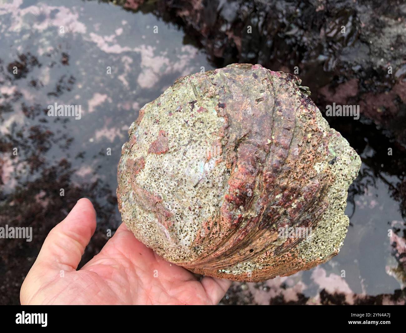 Red Abalone (Haliotis rufescens Stock Photo - Alamy